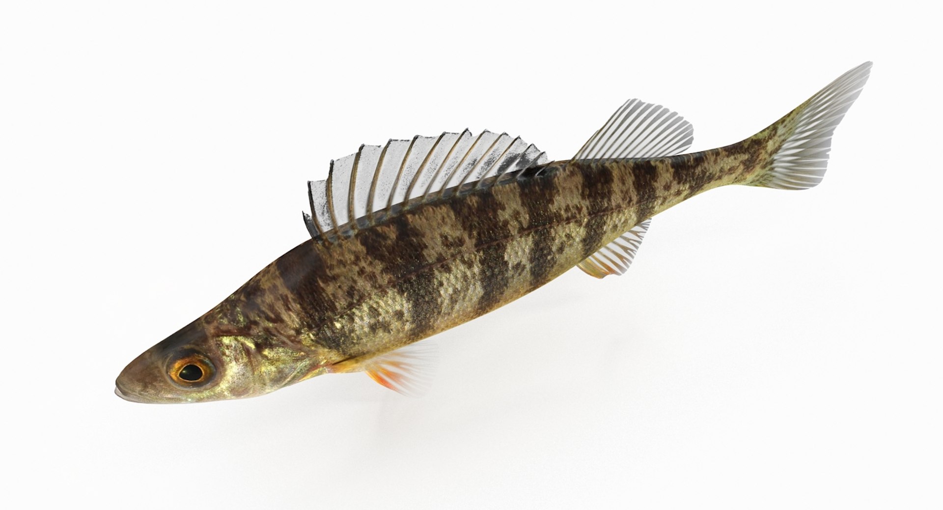 3D Yellow Perch - TurboSquid 1171474