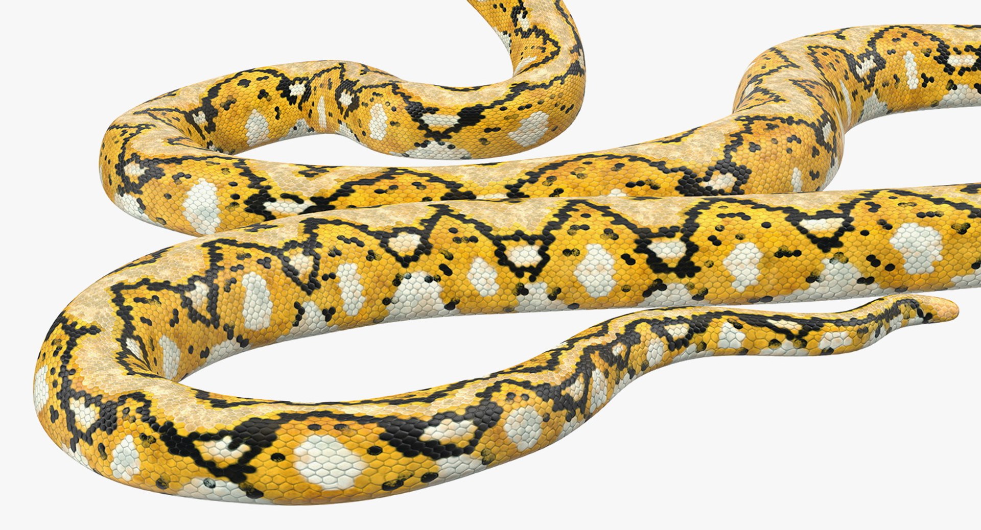 3D yellow python snake rigged model - TurboSquid 1436339