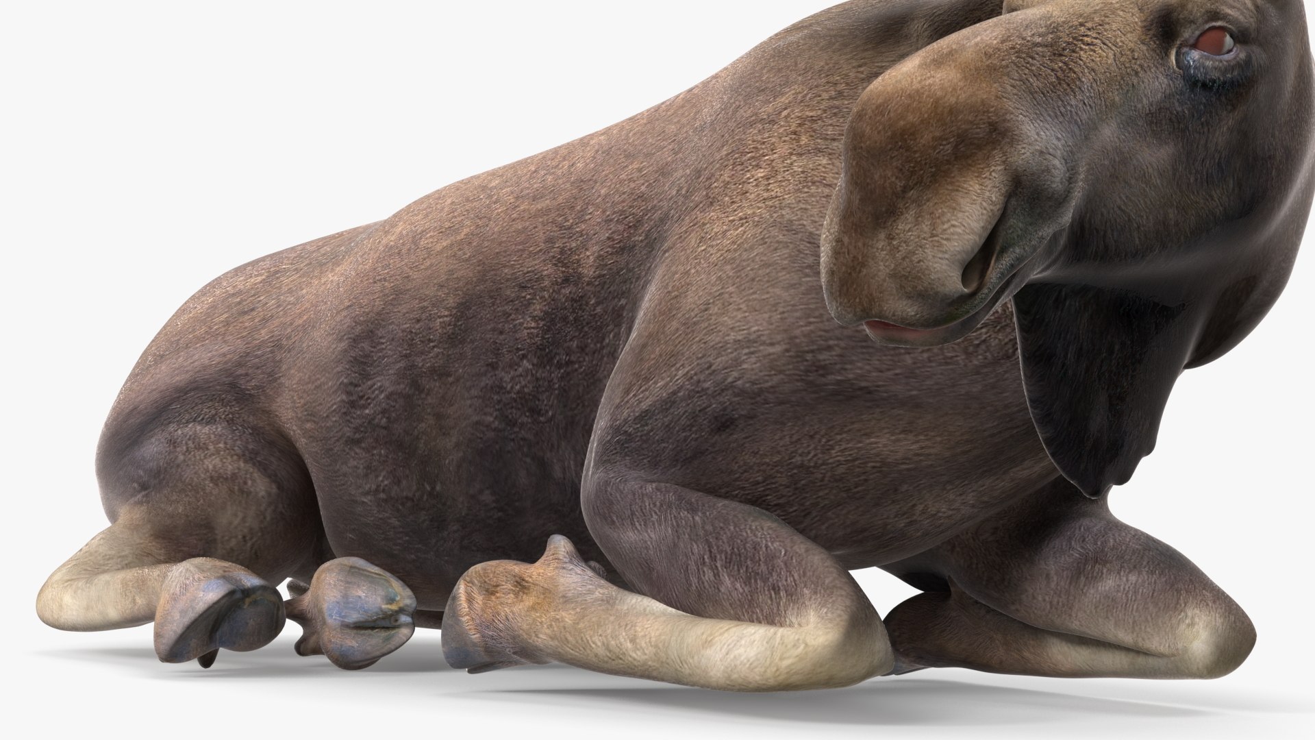 3D Lying Moose No Fur Model - TurboSquid 2093200