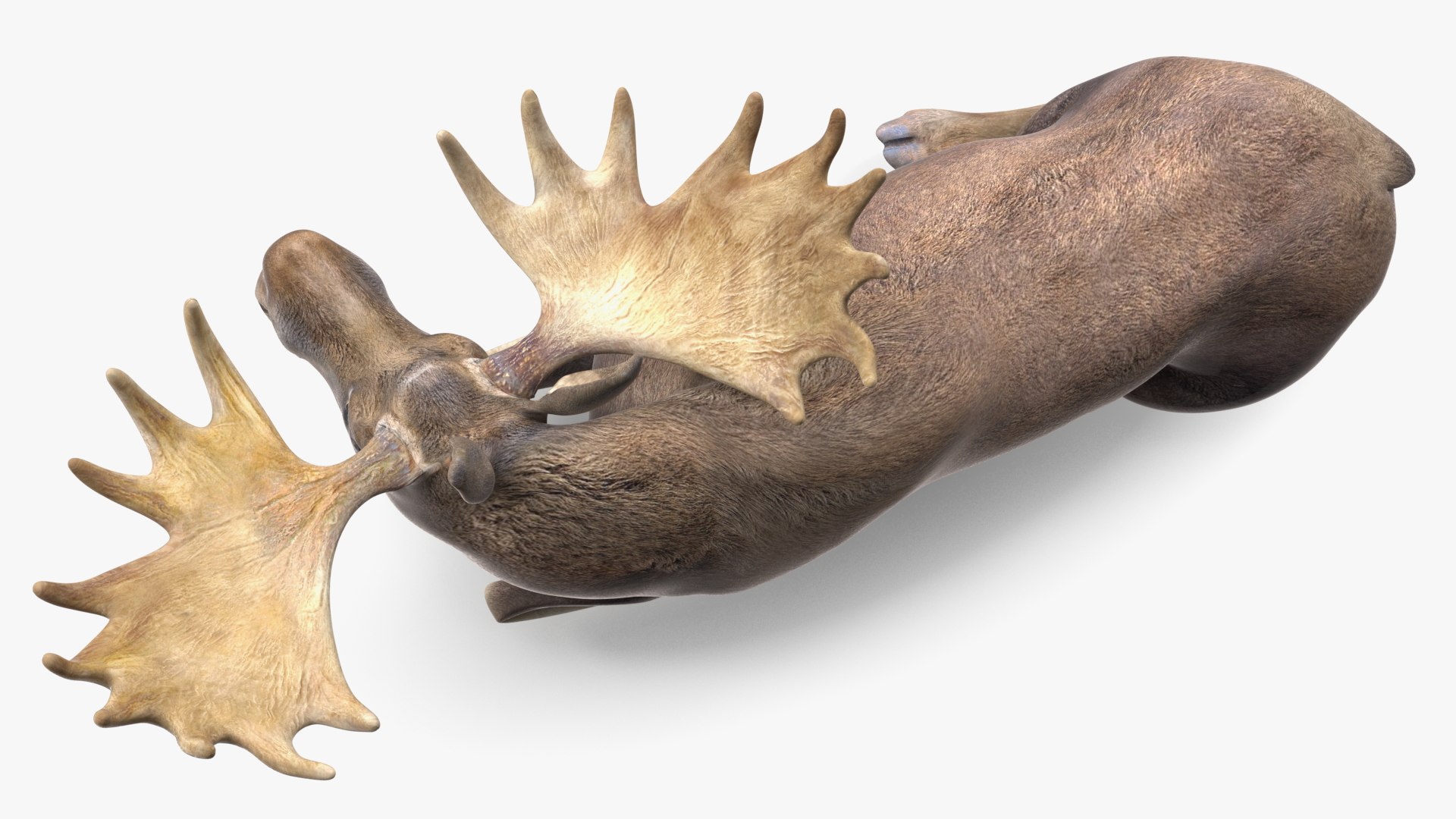 3D Lying Moose No Fur Model - TurboSquid 2093200