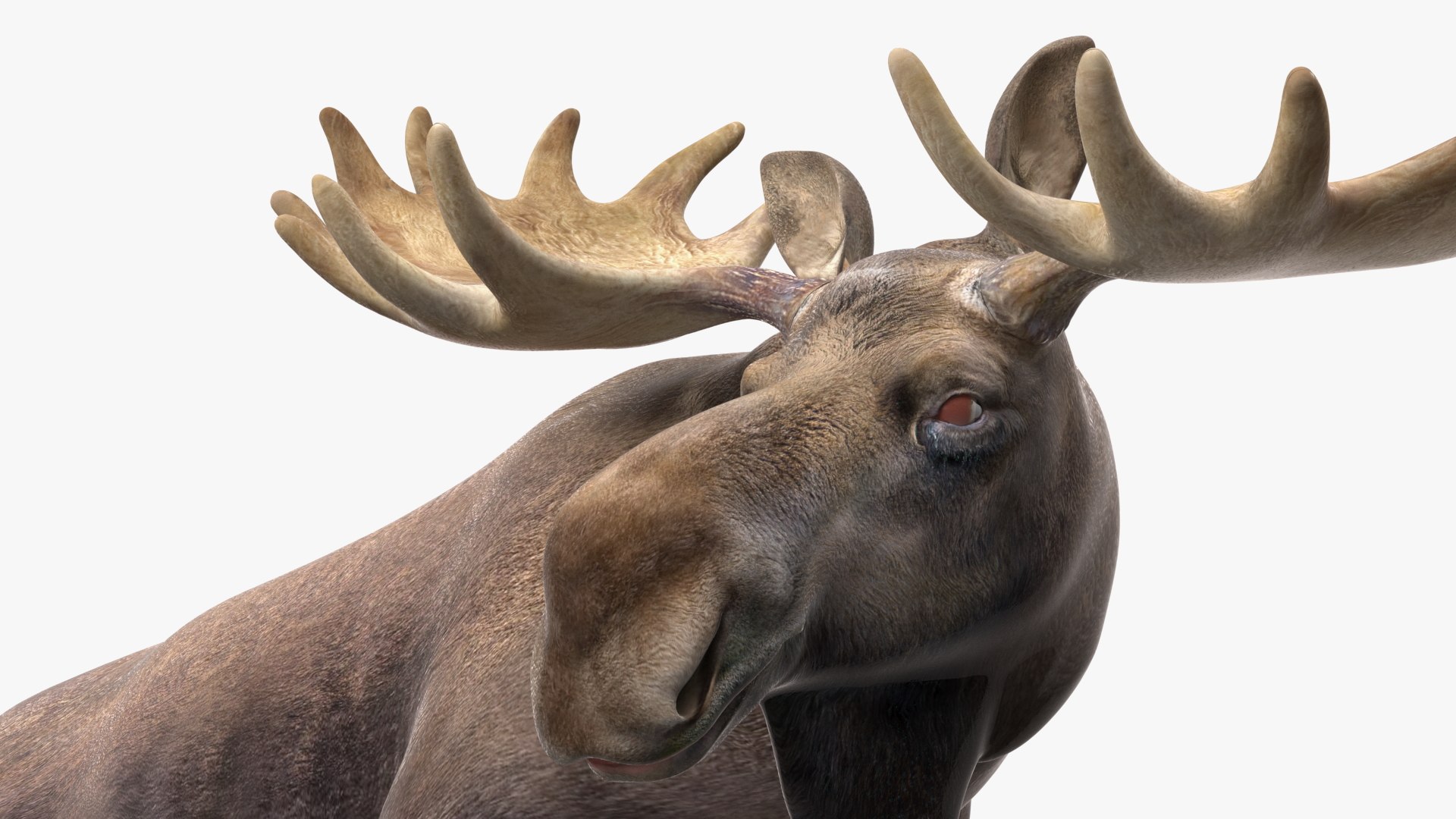 3D Lying Moose No Fur Model - TurboSquid 2093200
