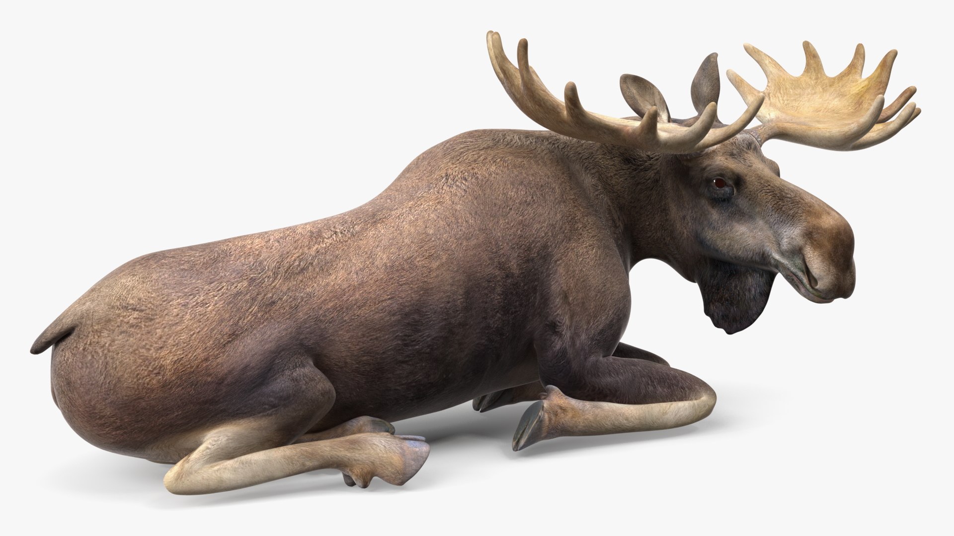 3D Lying Moose No Fur model - TurboSquid 2093200
