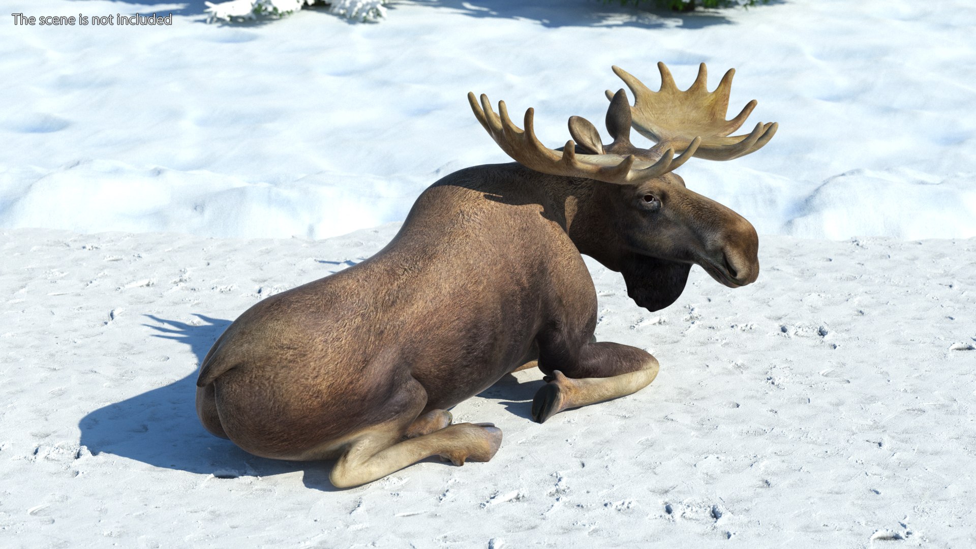3D Lying Moose No Fur Model - TurboSquid 2093200