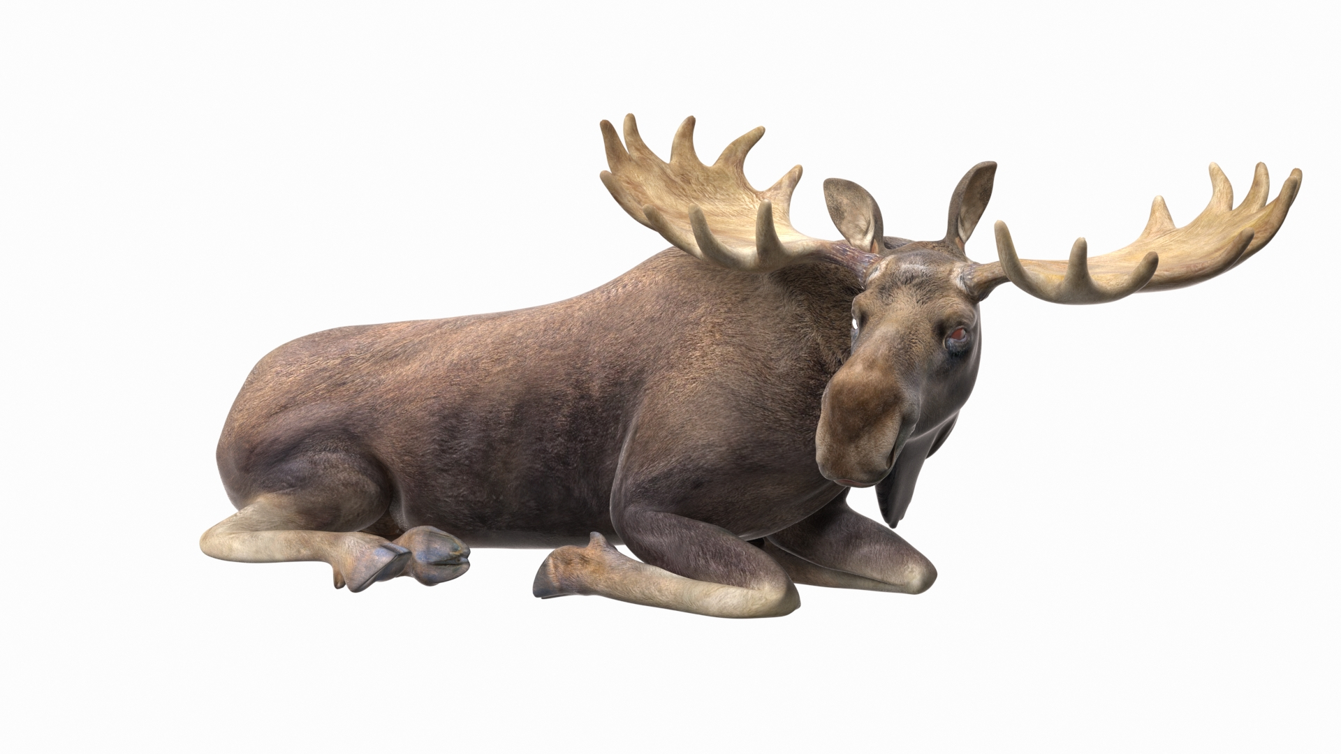 3D Lying Moose No Fur Model - TurboSquid 2093200