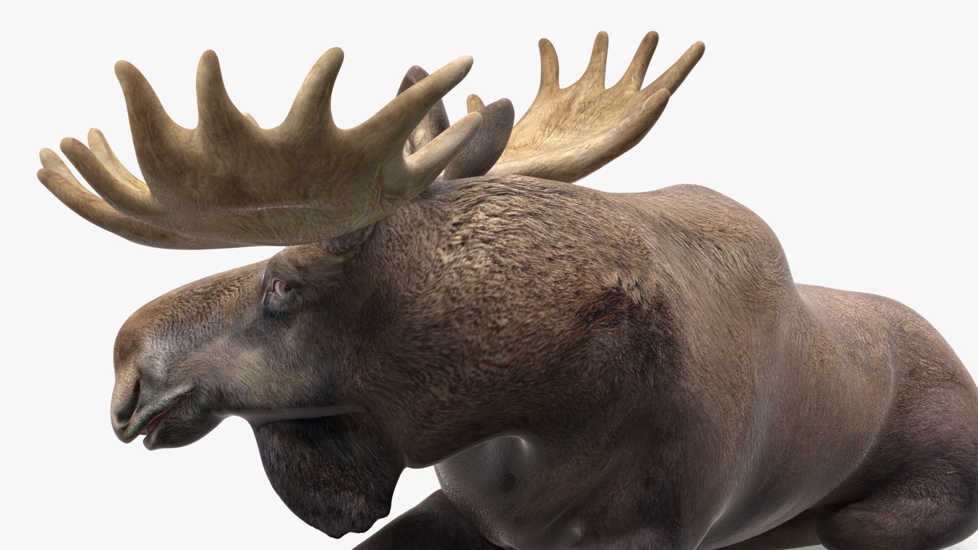 3D Lying Moose No Fur Model - TurboSquid 2093200