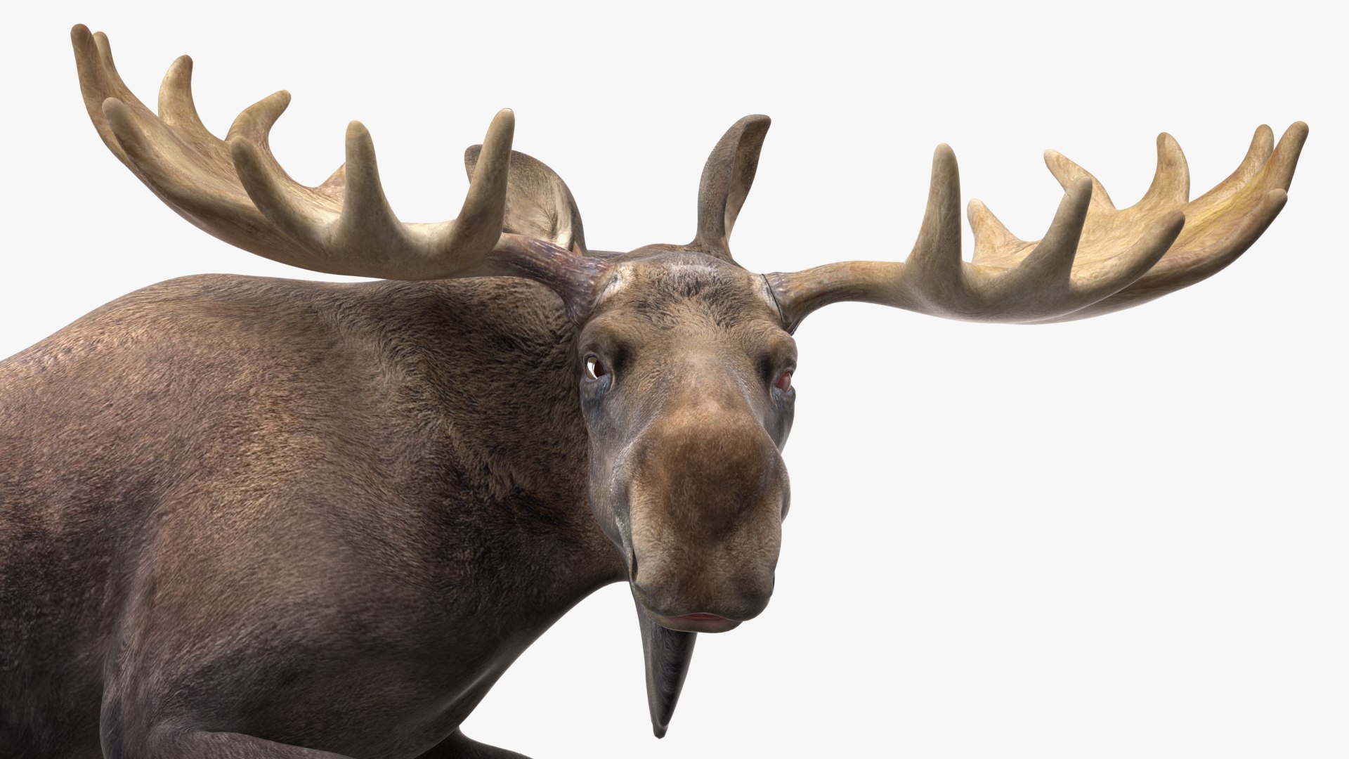 3D Lying Moose No Fur Model - TurboSquid 2093200