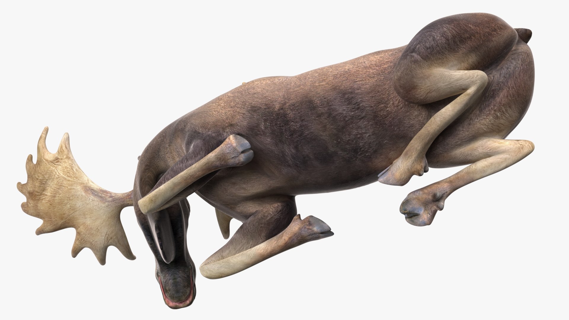 3D Lying Moose No Fur Model - TurboSquid 2093200