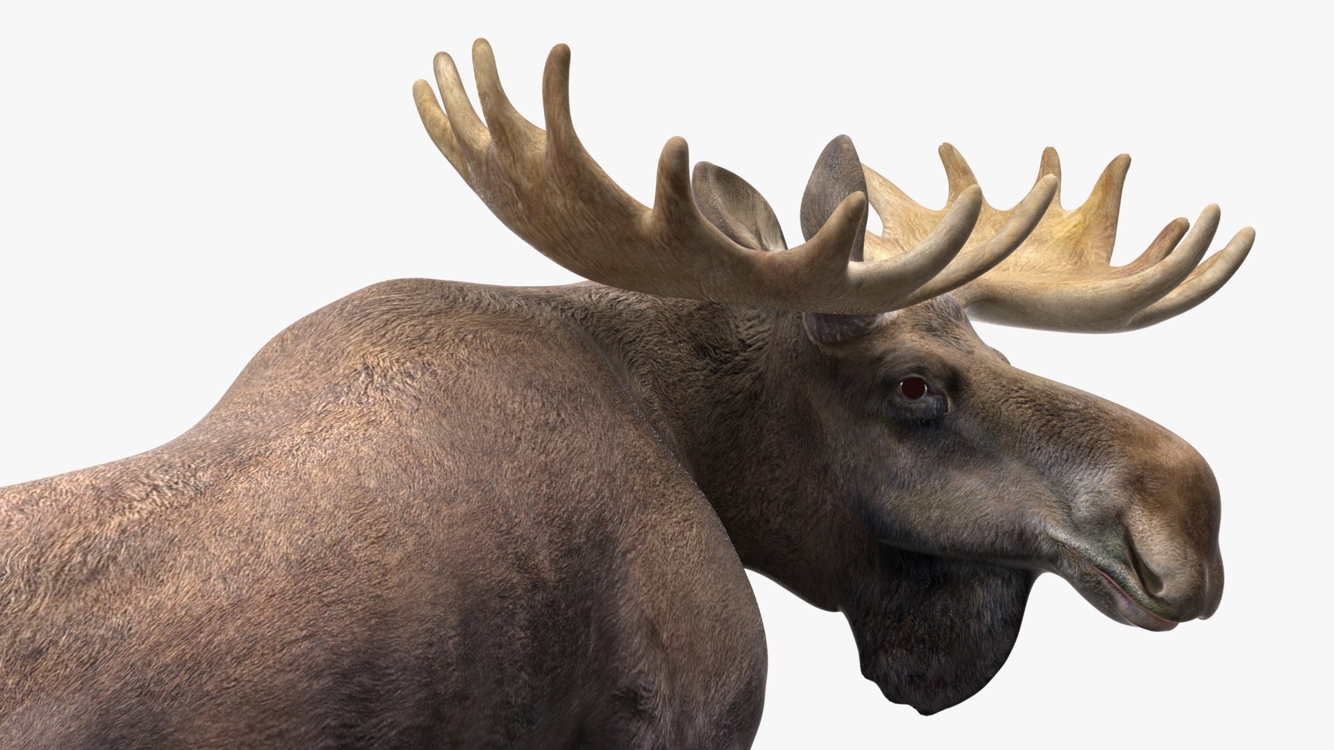 3D Lying Moose No Fur Model - TurboSquid 2093200
