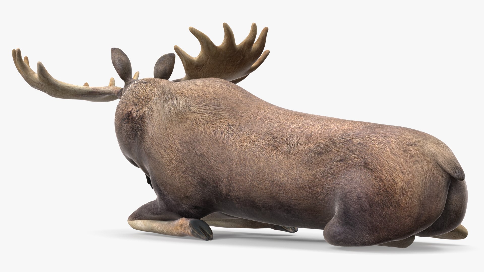 3D Lying Moose No Fur Model - TurboSquid 2093200