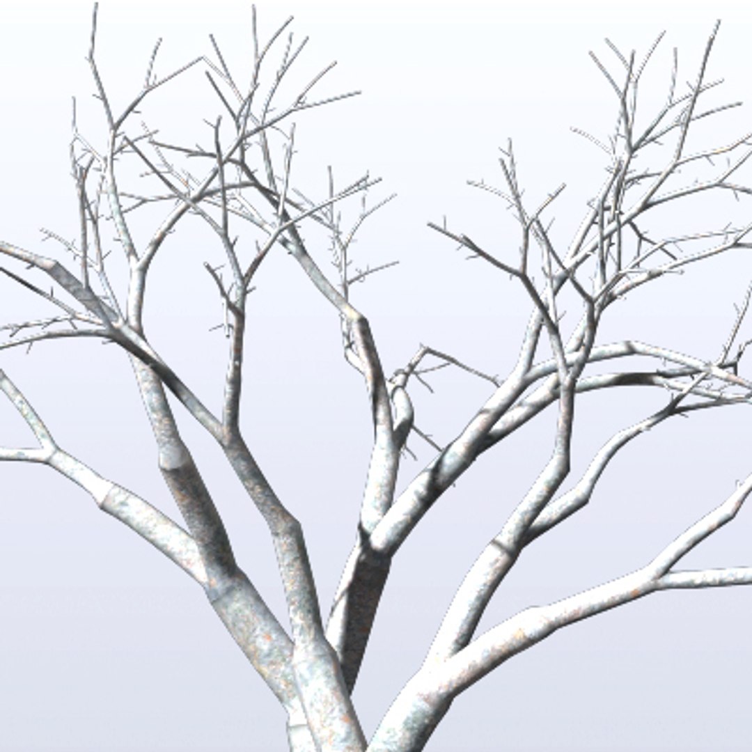 Maya Bare Tree