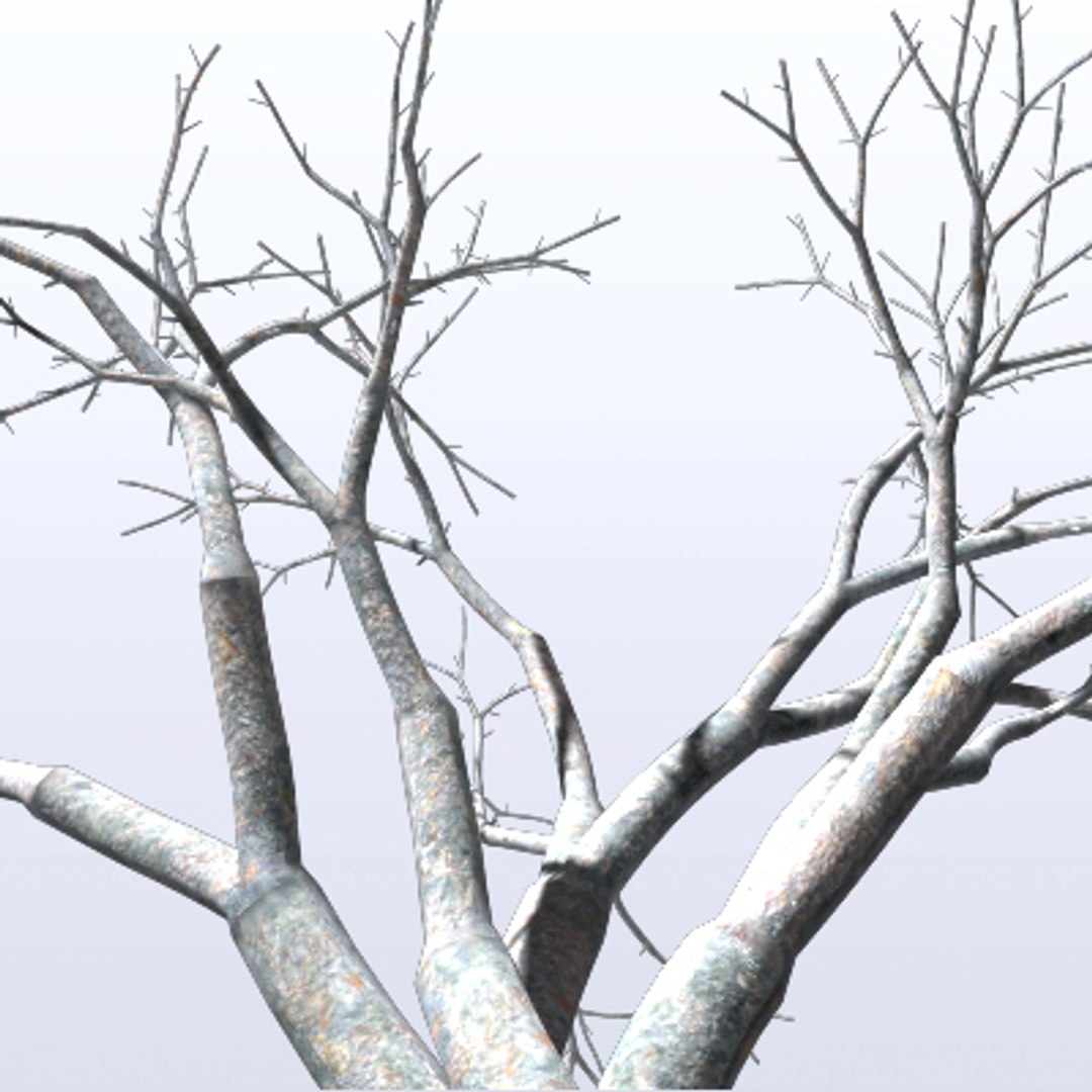 Maya Bare Tree