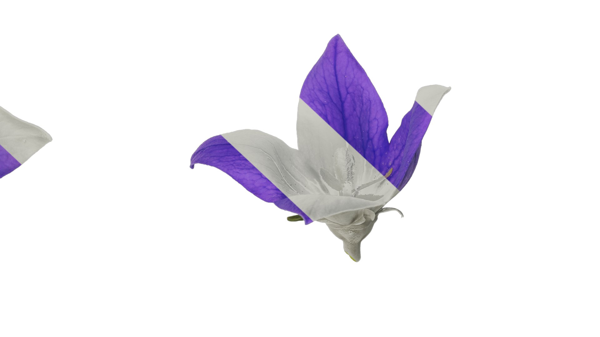 3D Model Anydrafts Platycodon Grandiflorus Flower 02 Textures ...