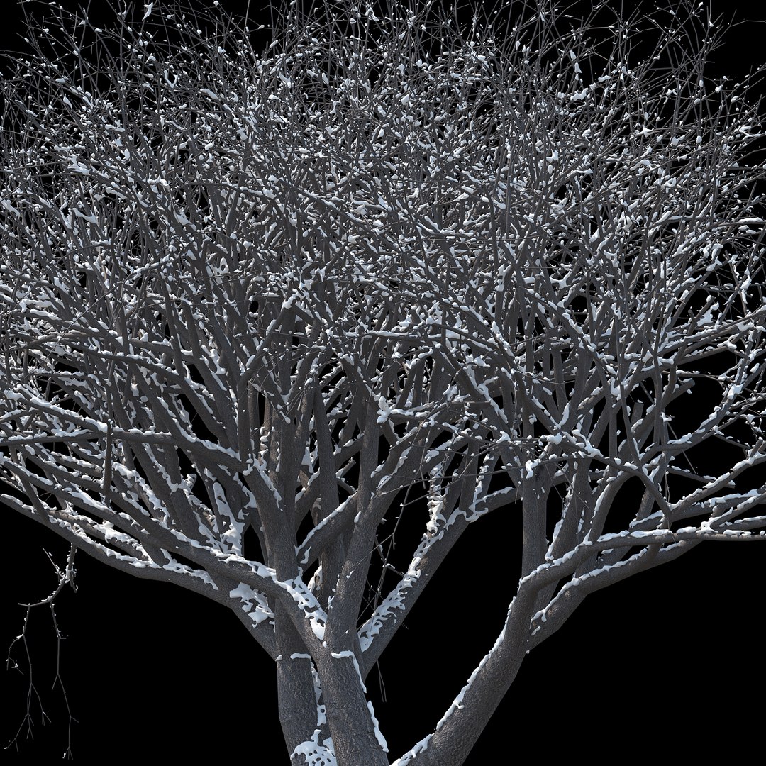 Winter Tree 012 3D Model - TurboSquid 1227361