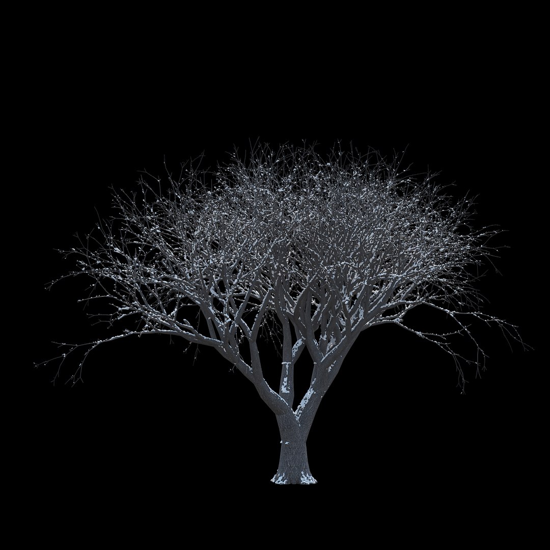 Winter Tree 012 3D Model - TurboSquid 1227361