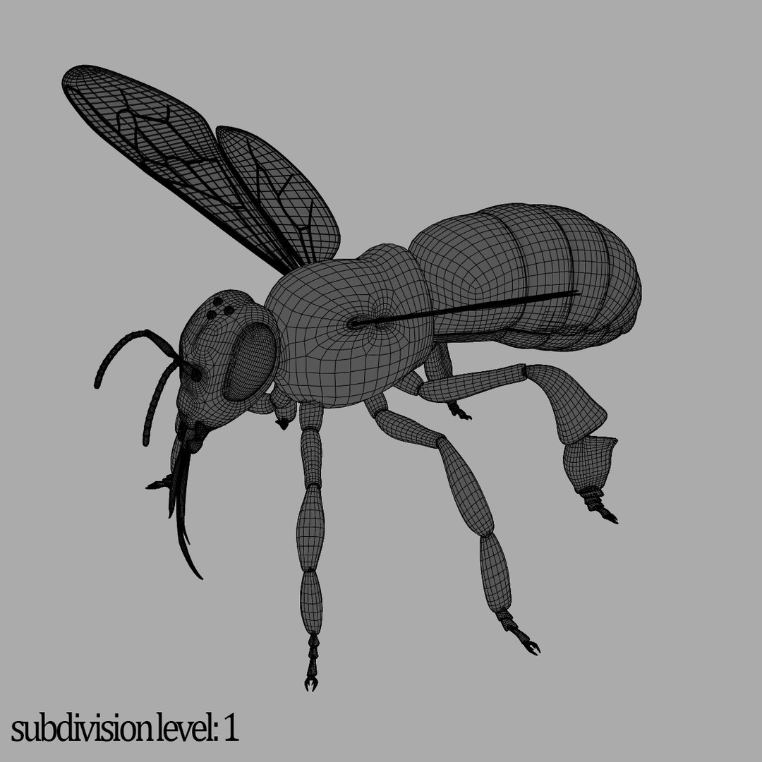 3d Model Of Honey Bee Rigged Animating