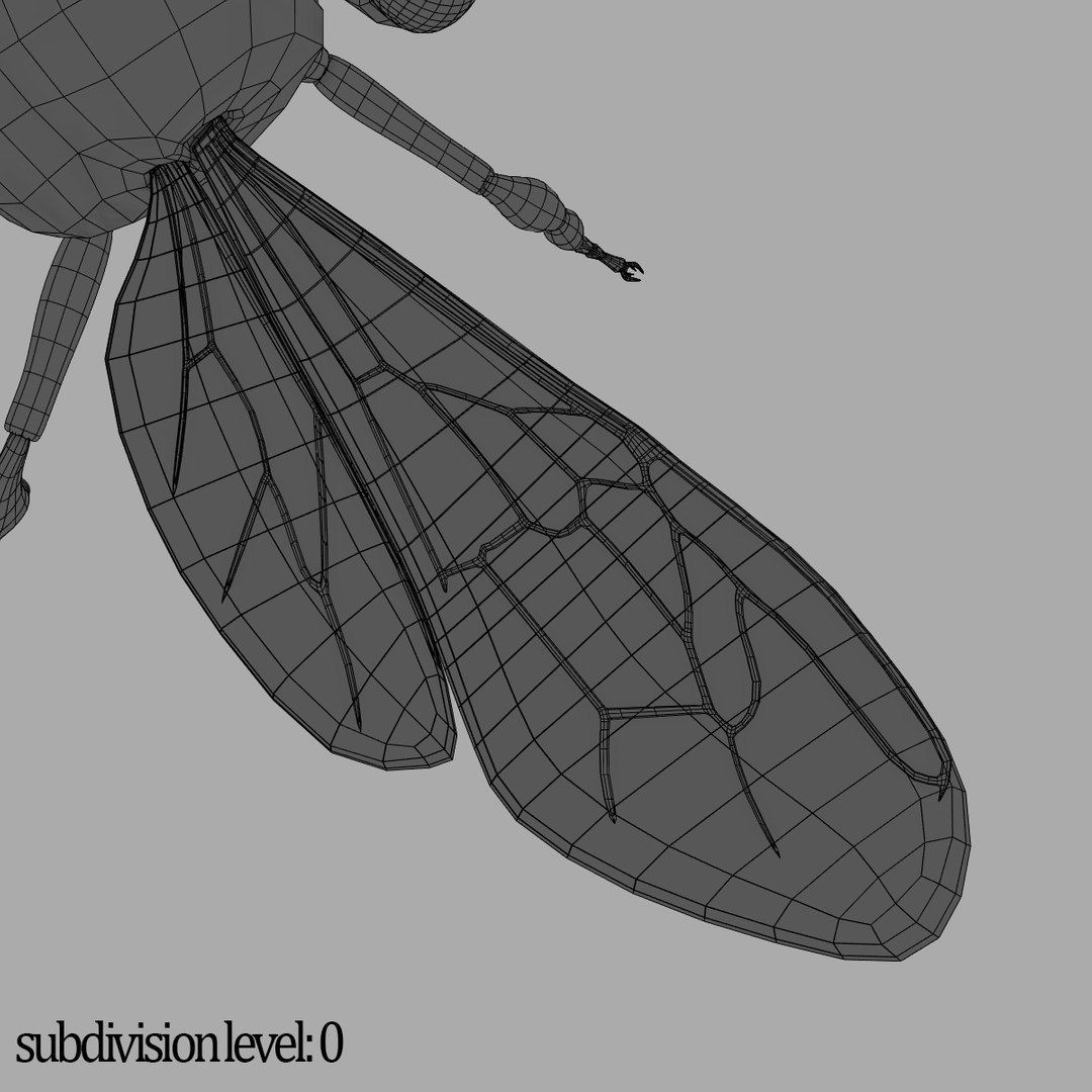 3d Model Of Honey Bee Rigged Animating