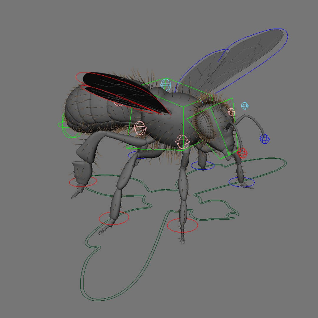 3d Model Of Honey Bee Rigged Animating