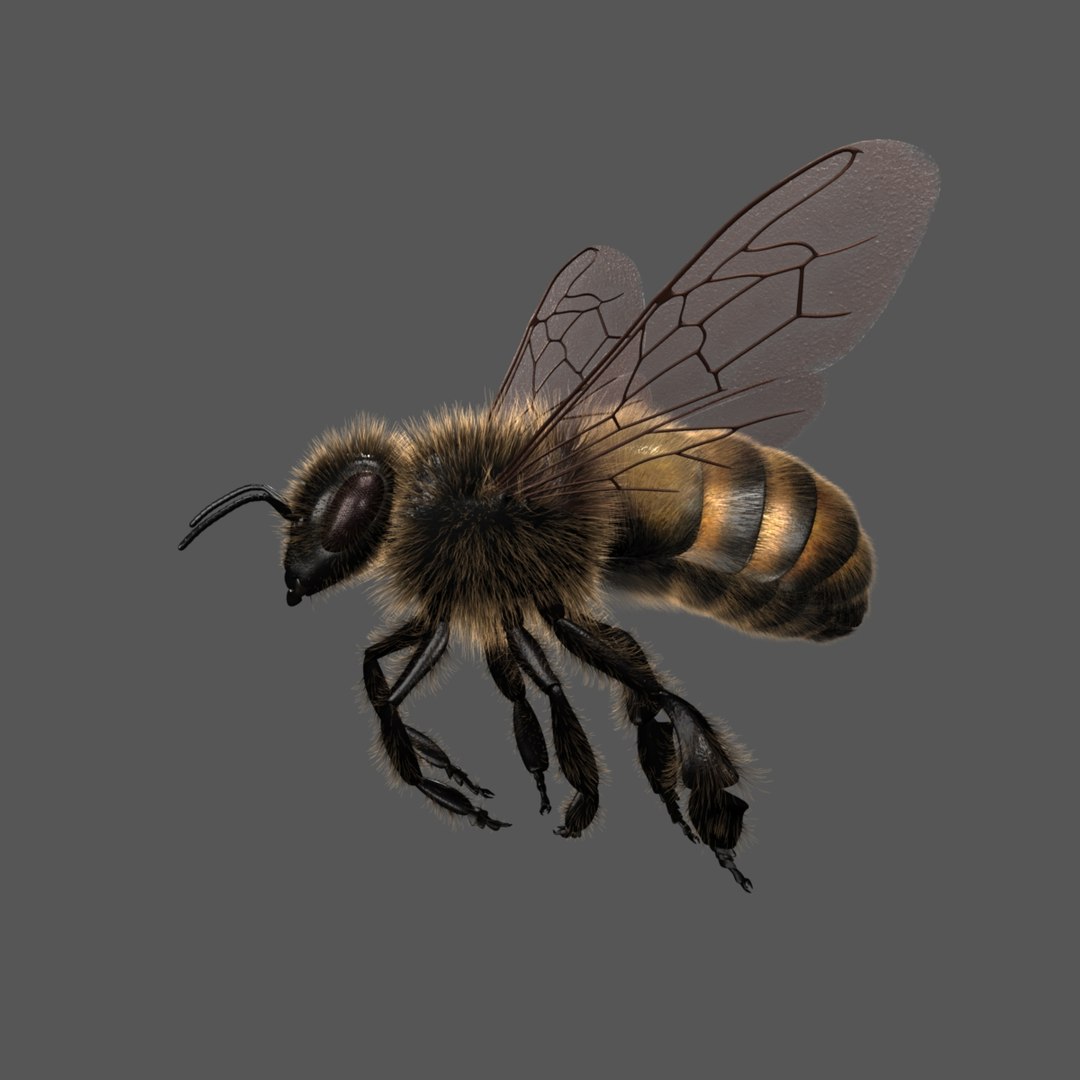 3d Model Of Honey Bee Rigged Animating
