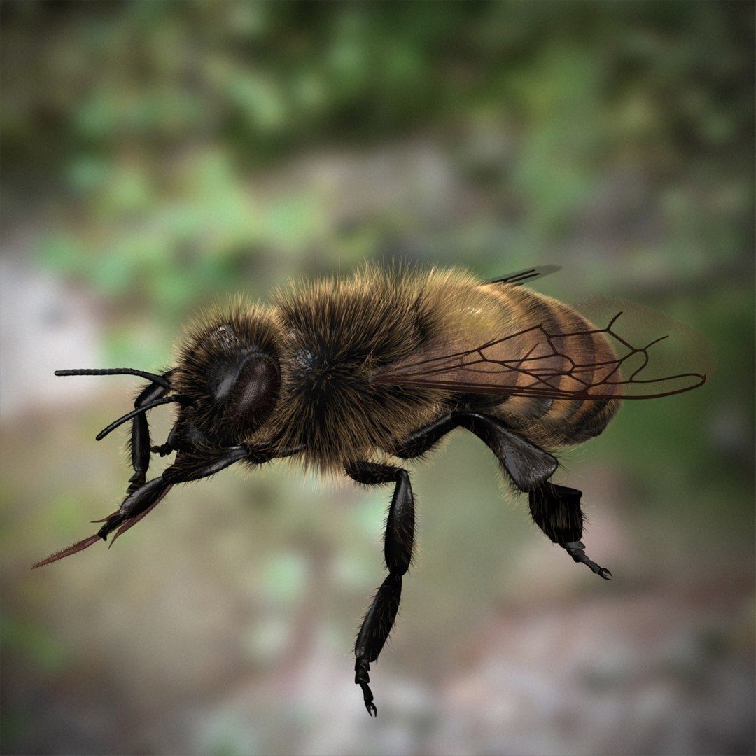 3d Model Of Honey Bee Rigged Animating