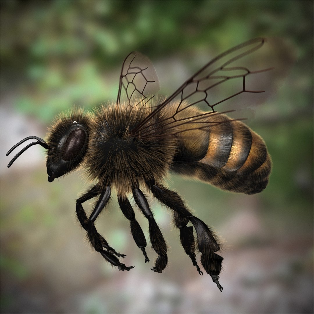 3d Model Of Honey Bee Rigged Animating