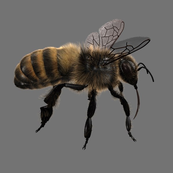 3d model of honey bee rigged animating