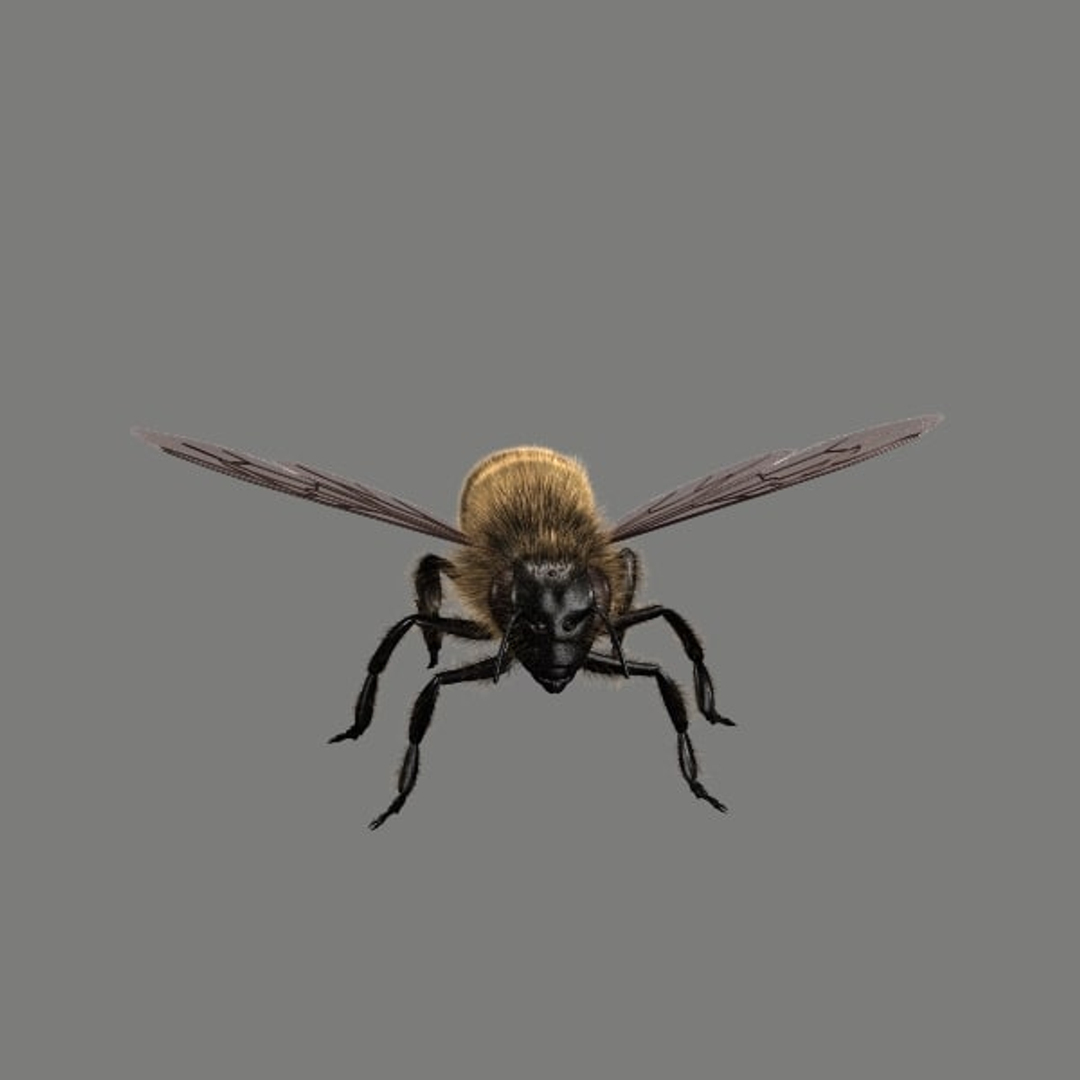 3d Model Of Honey Bee Rigged Animating