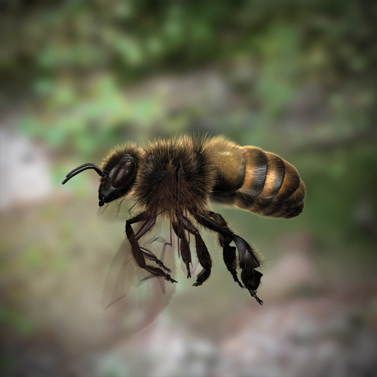 3d model of honey bee rigged animating