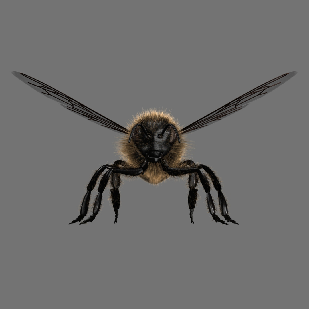 3d model of honey bee rigged animating