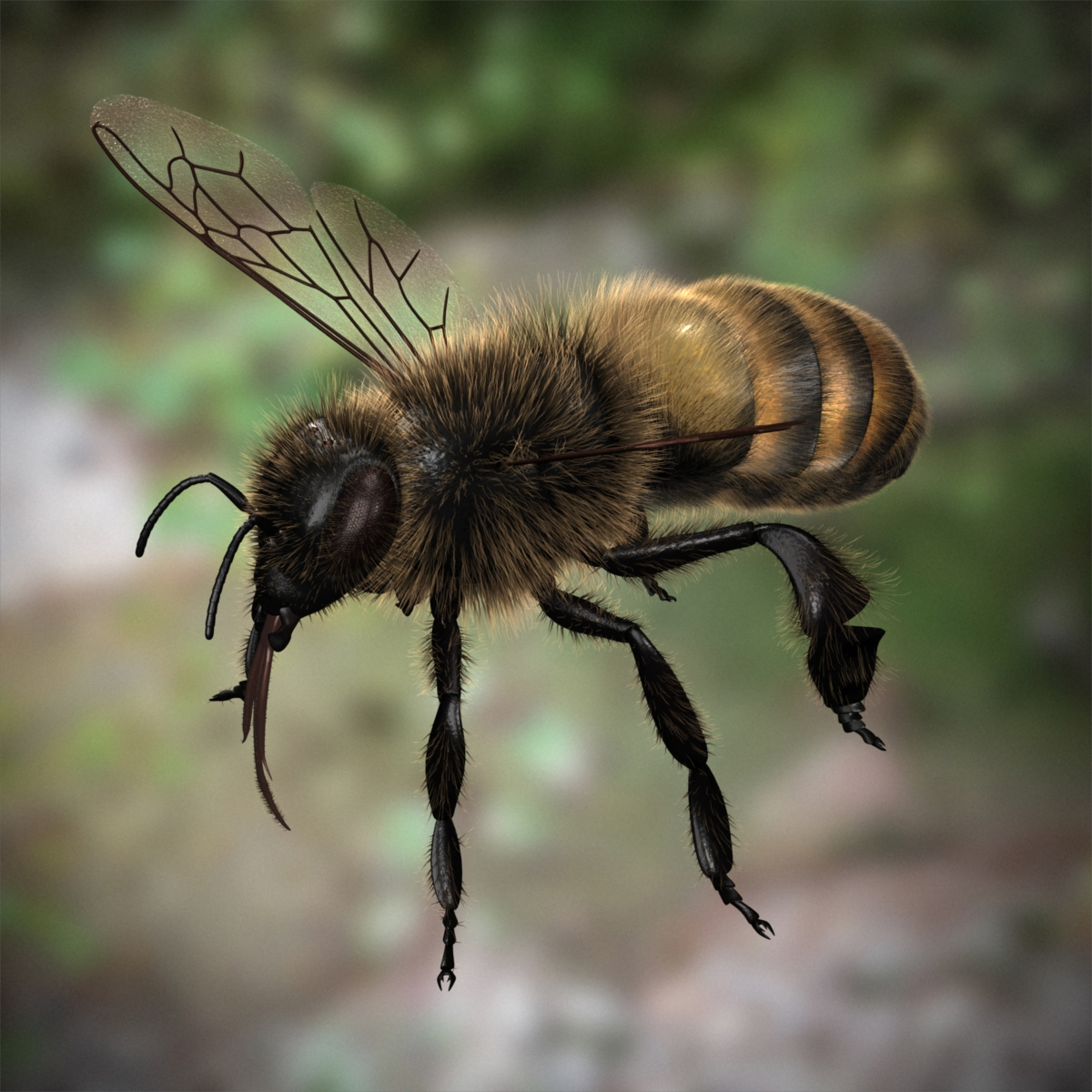 3d model of honey bee rigged animating