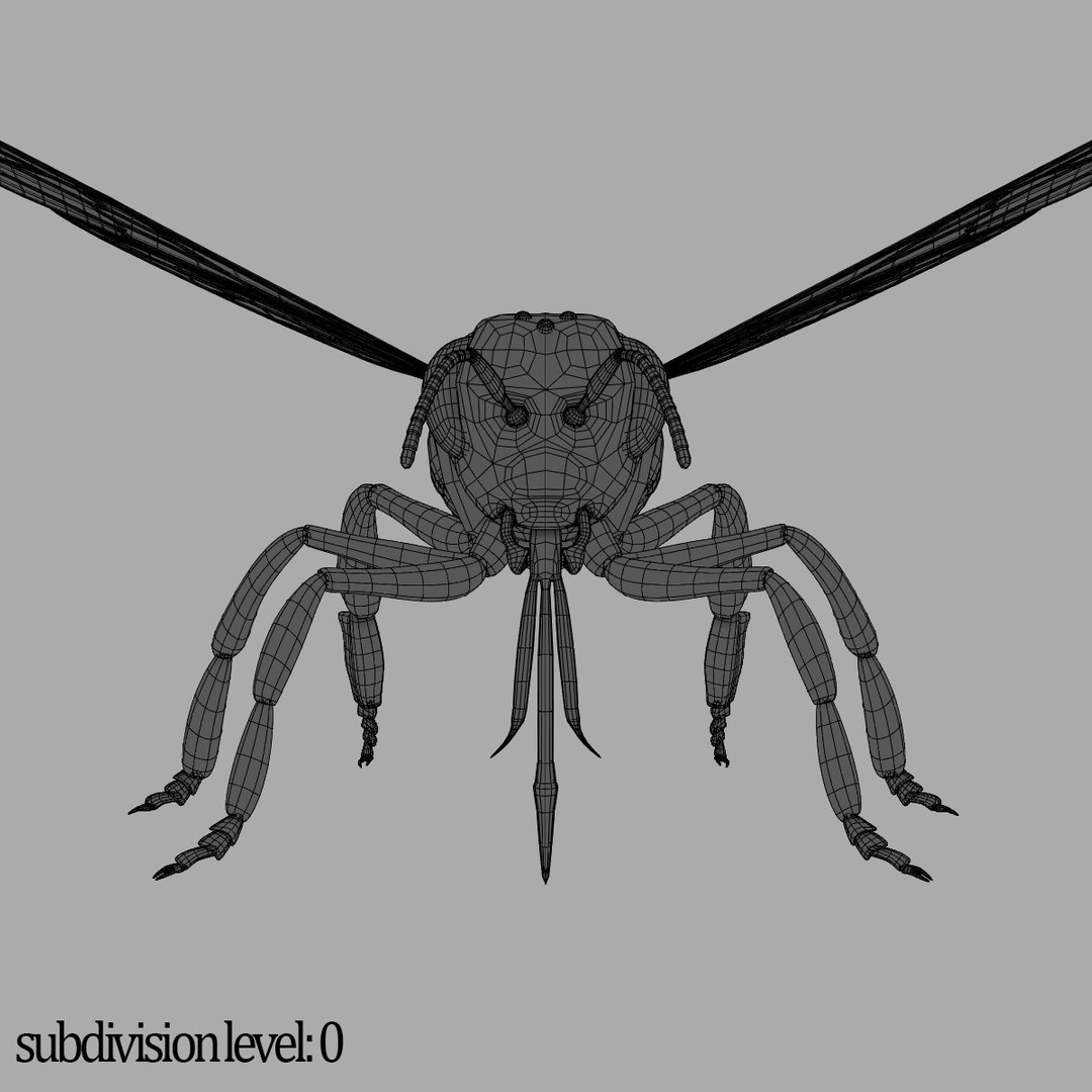 3d Model Of Honey Bee Rigged Animating