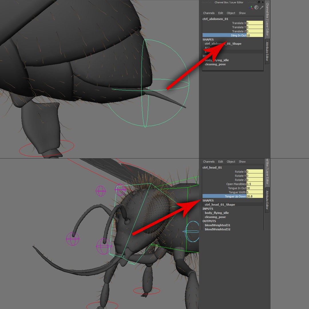 3d Model Of Honey Bee Rigged Animating