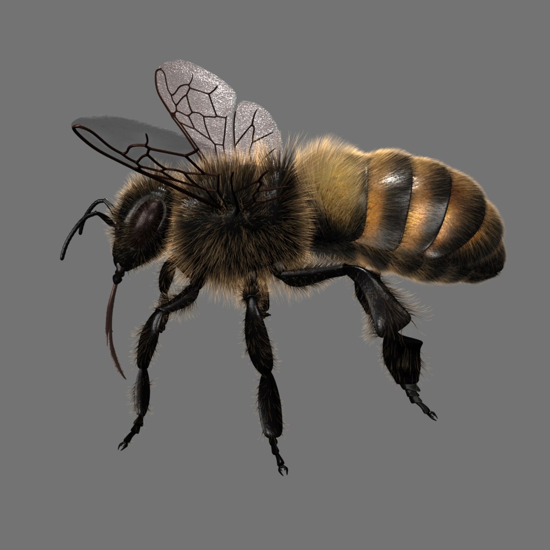 3d Model Of Honey Bee Rigged Animating