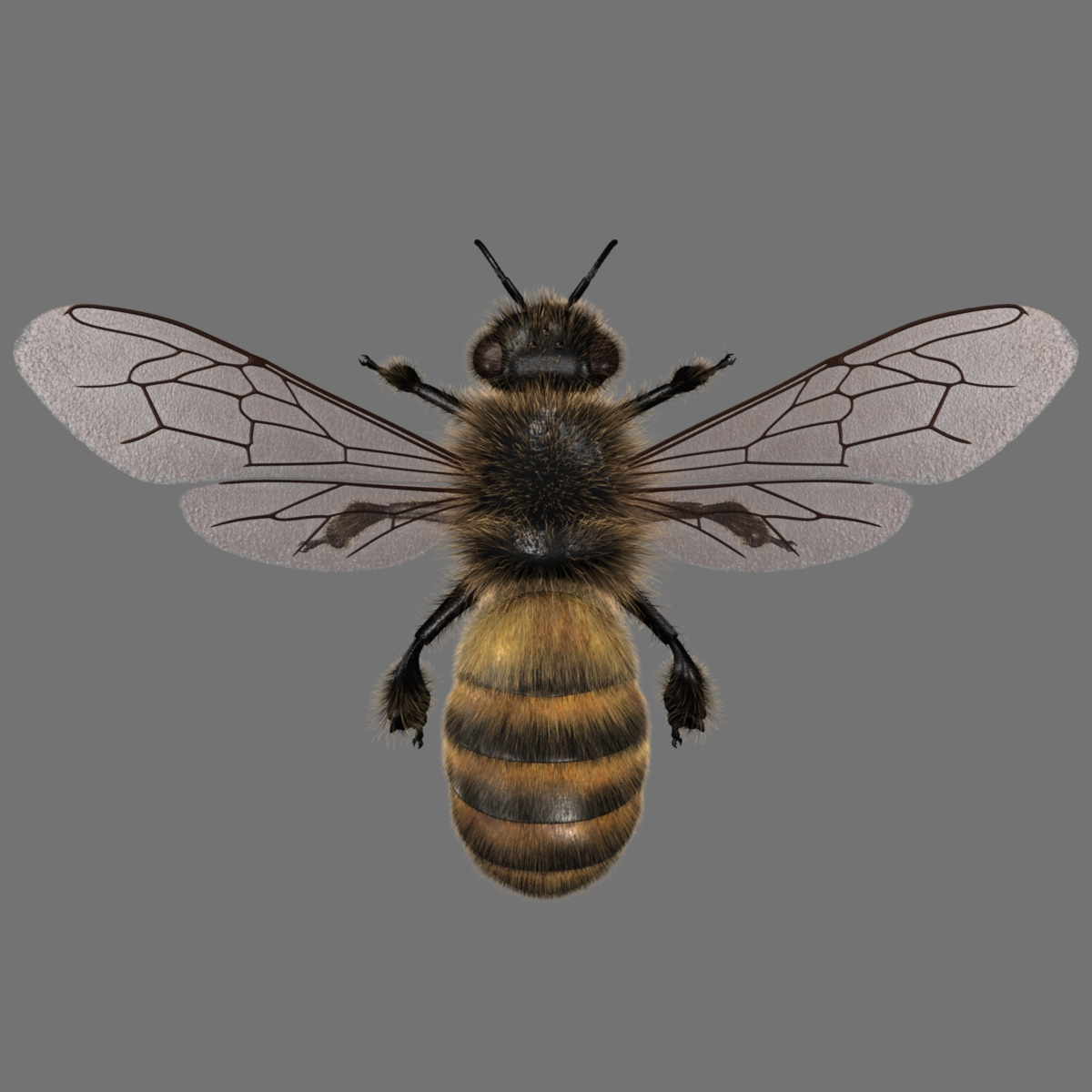 3d model of honey bee rigged animating