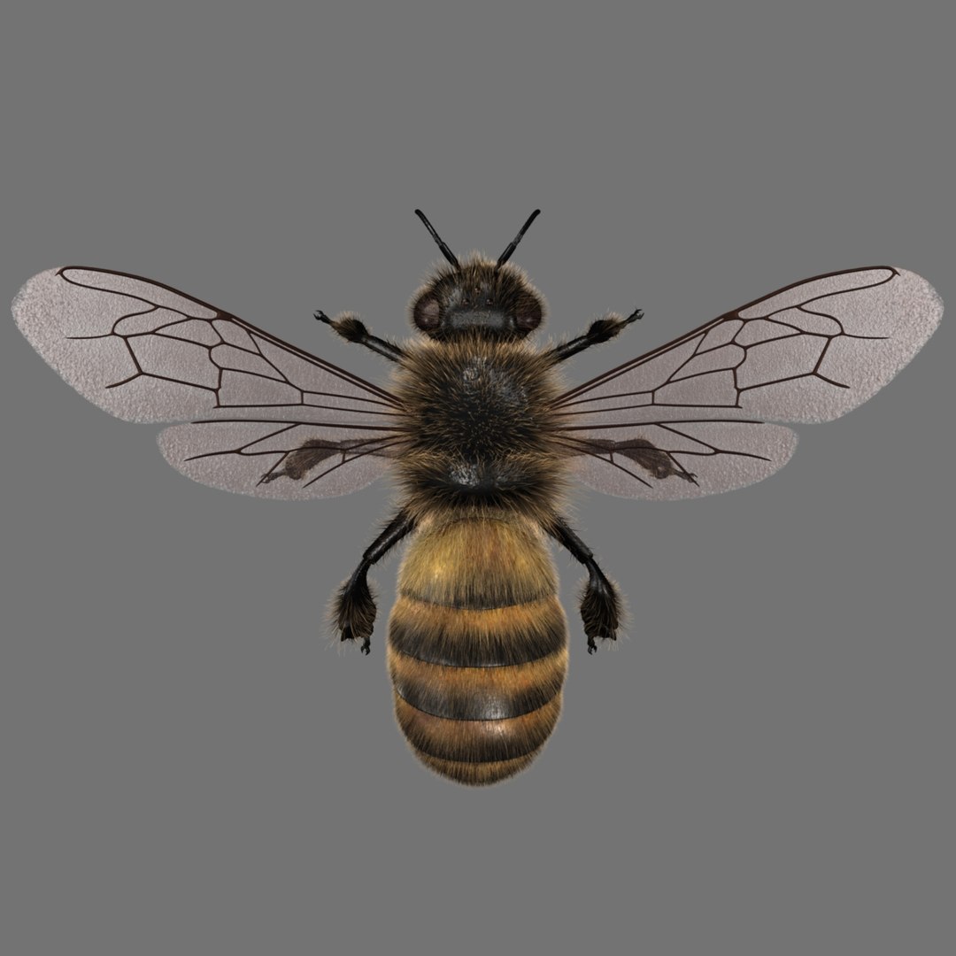 3d Model Of Honey Bee Rigged Animating