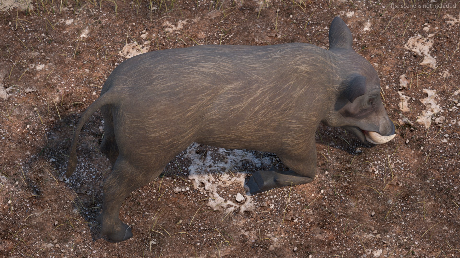 African Wild Boar Kneeling Pose Model - TurboSquid 2220168