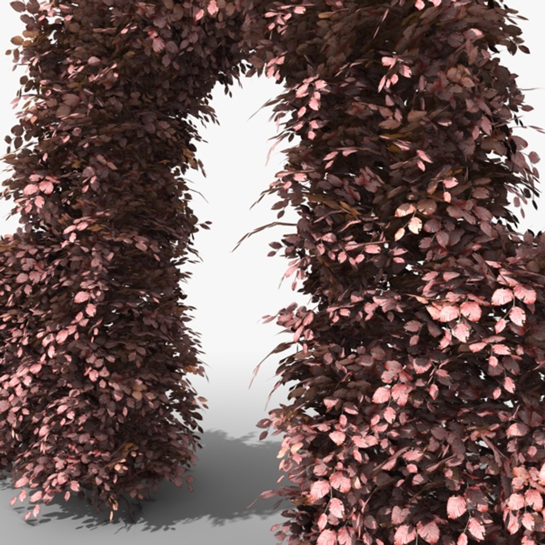 Copper Beech Hedge Arch 3d Model