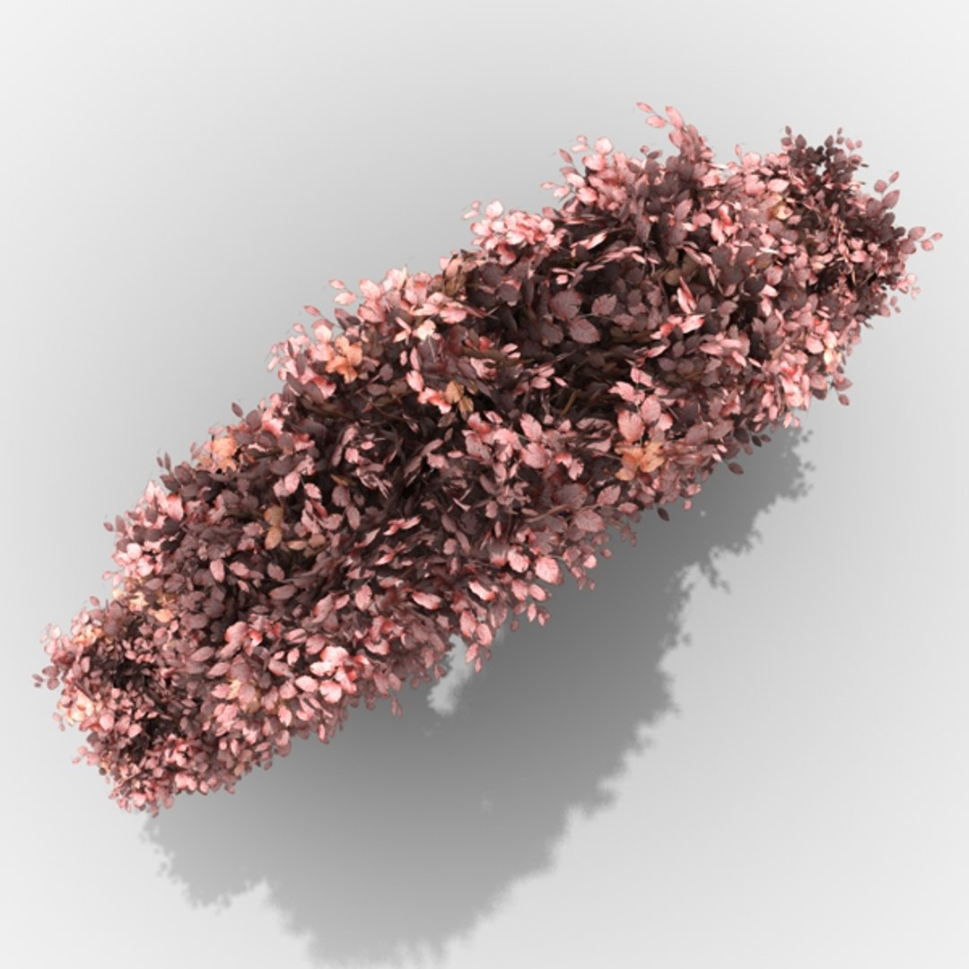 Copper Beech Hedge Arch 3d Model