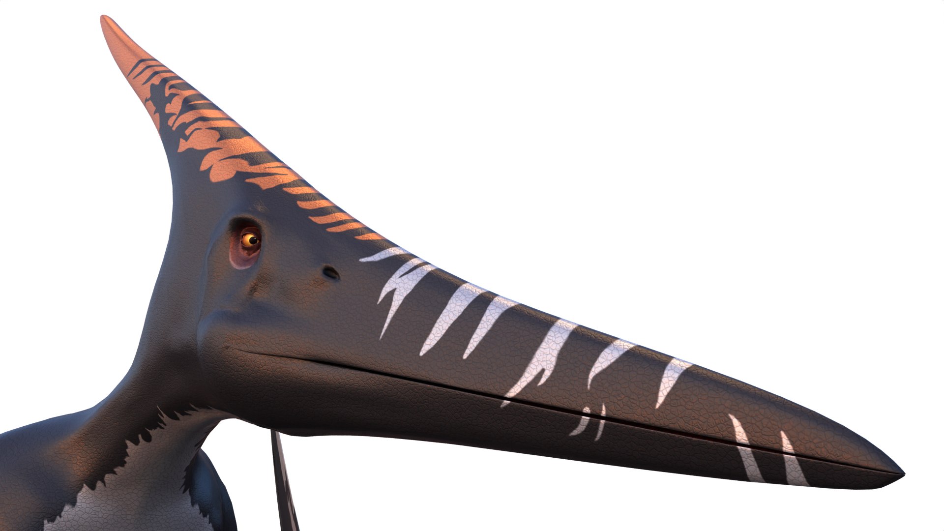 Pteranodon Longiceps 3D Model - TurboSquid 1618344