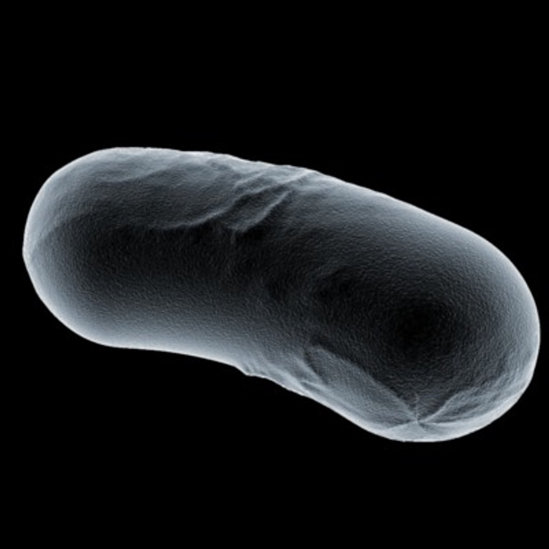 Microscopic Bacillus Bacterial Cell 3d Model