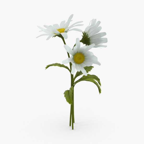 daisy single laying 3d model
