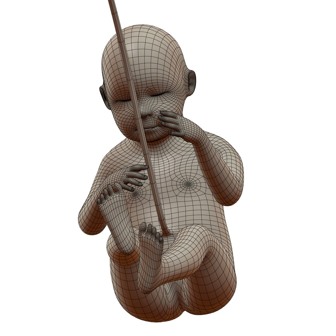 Fetus 3D Model - TurboSquid 1223373