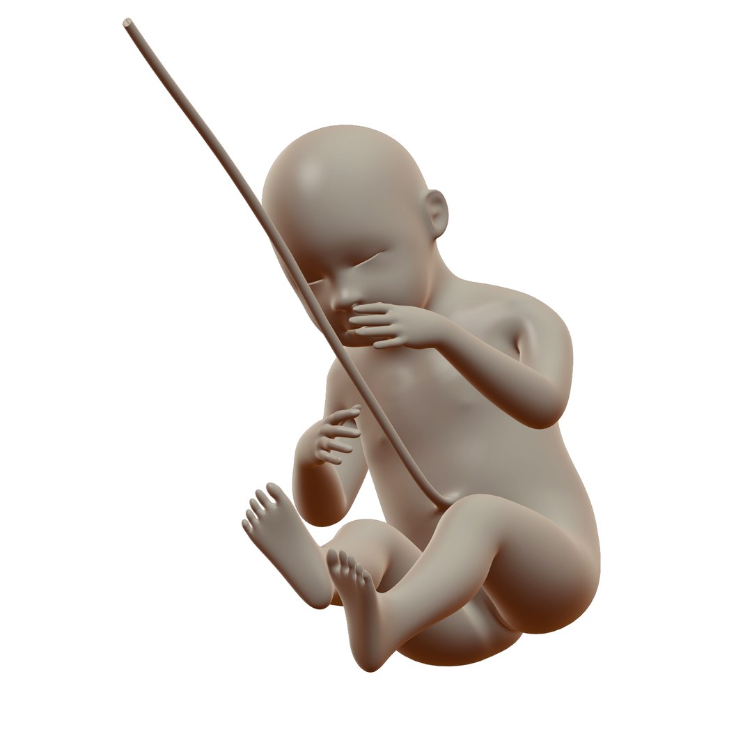 Fetus 3D Model - TurboSquid 1223373