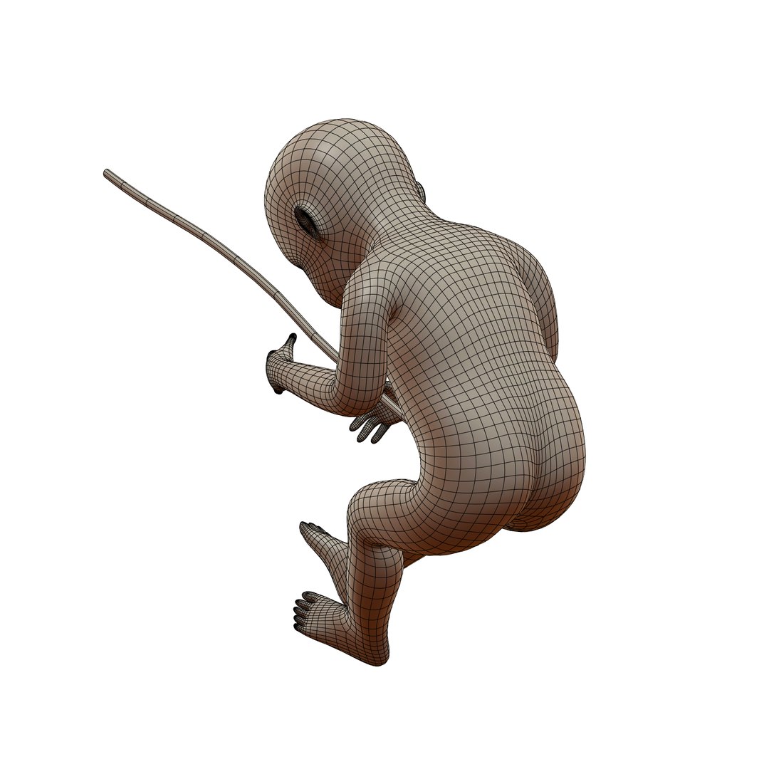 Fetus 3D Model - TurboSquid 1223373