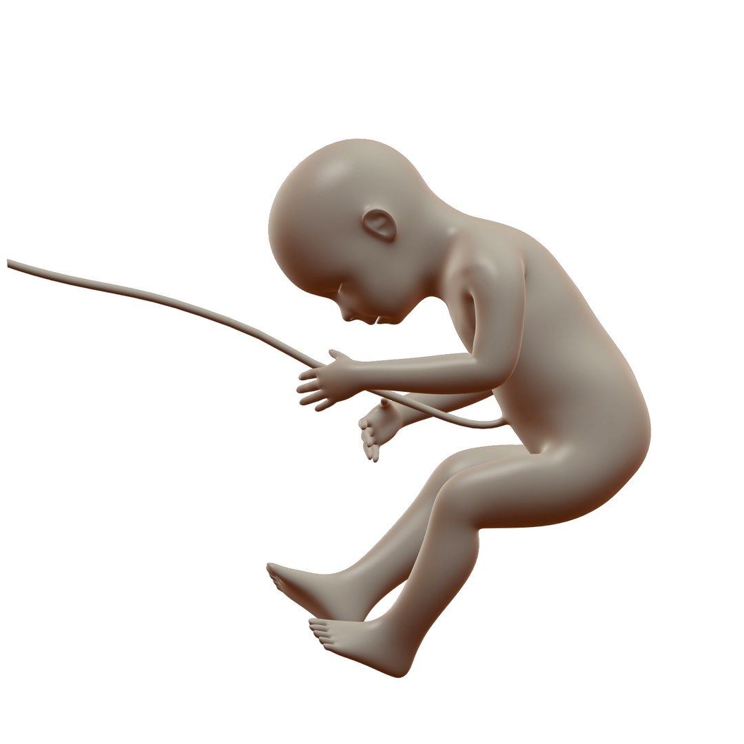 Fetus 3D Model - TurboSquid 1223373