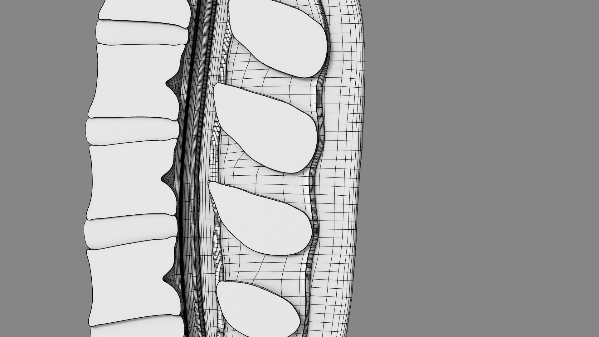 3D Spine Cutaway - TurboSquid 1822814