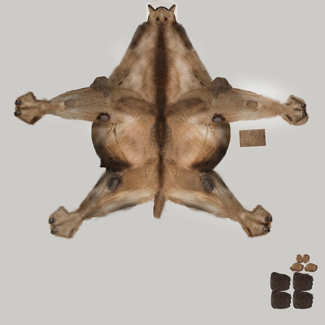 3D Camel Caravan Model - TurboSquid 1387017