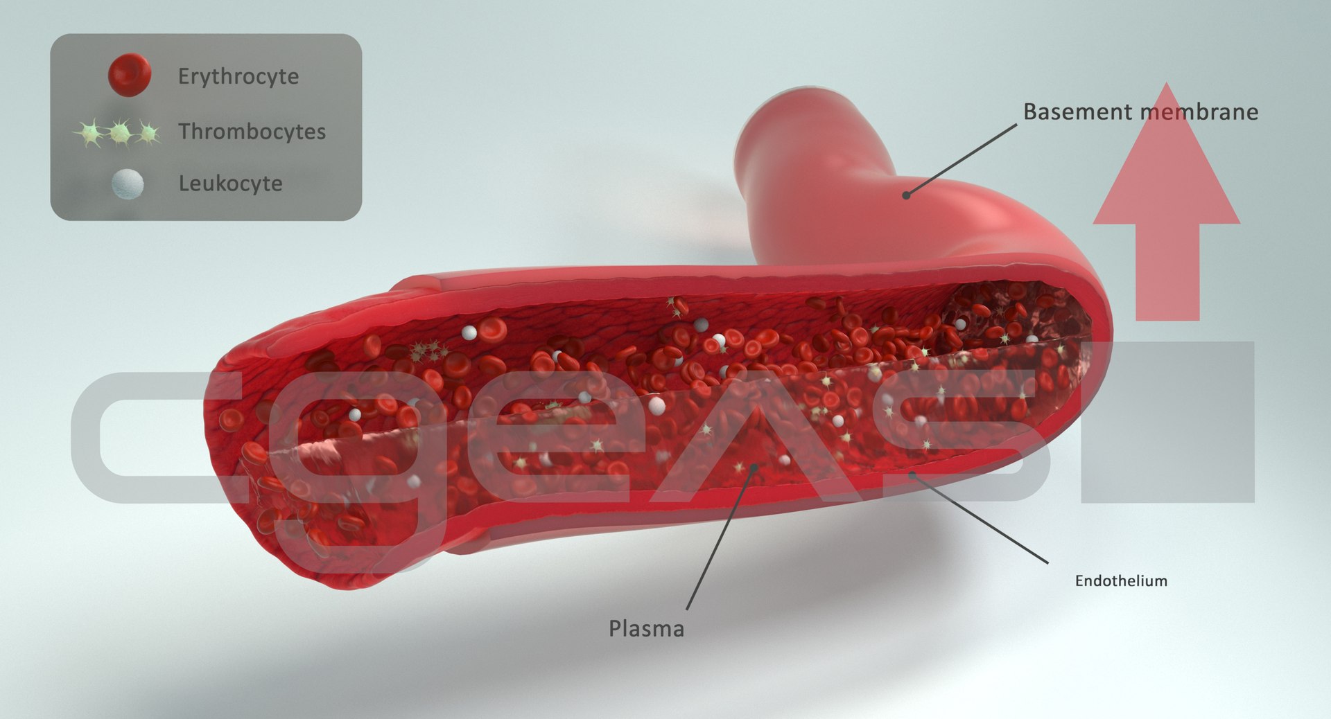 Blood Flow Static 3D Model - TurboSquid 1405013