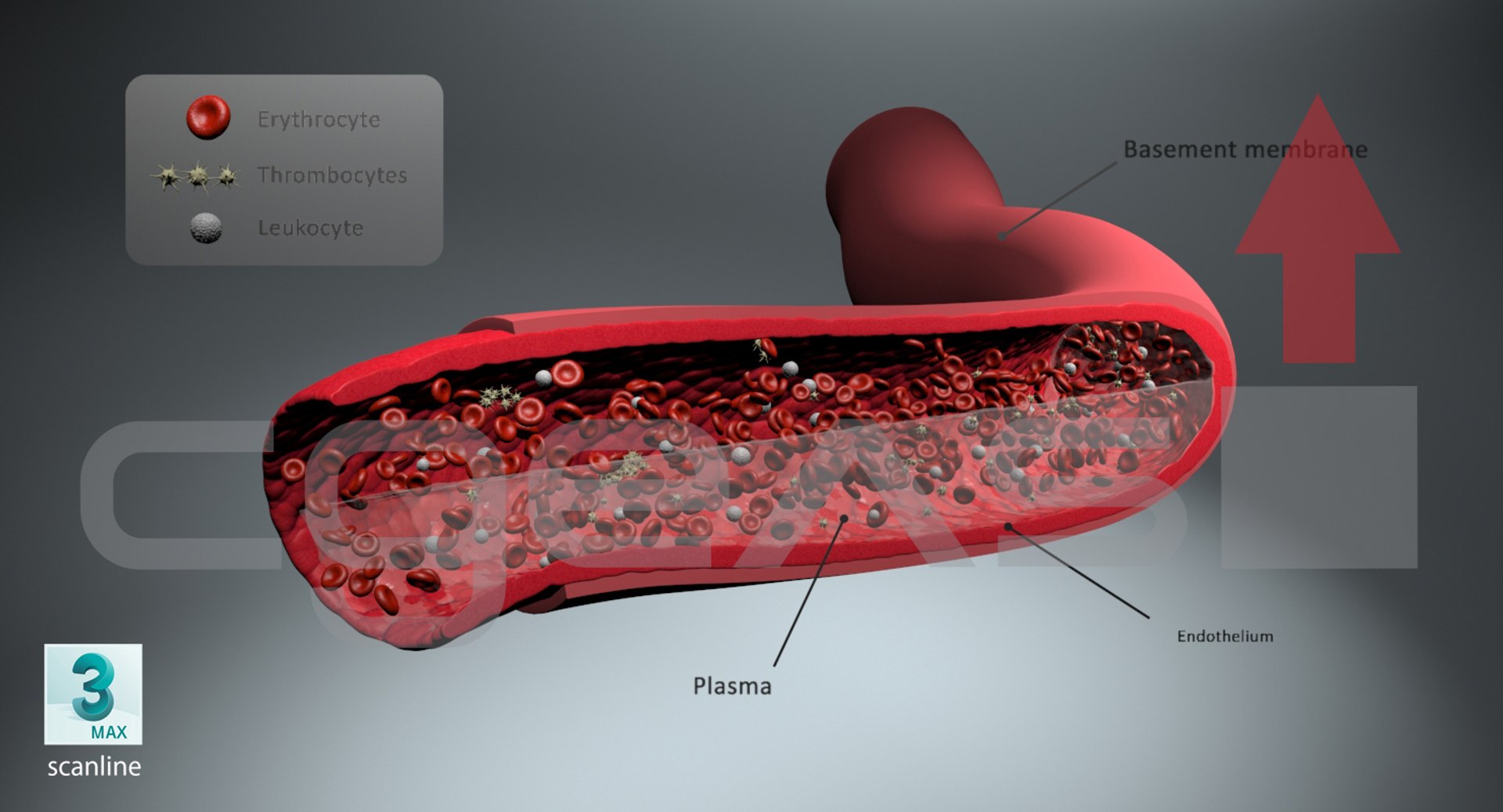 Blood Flow Static 3D Model - TurboSquid 1405013