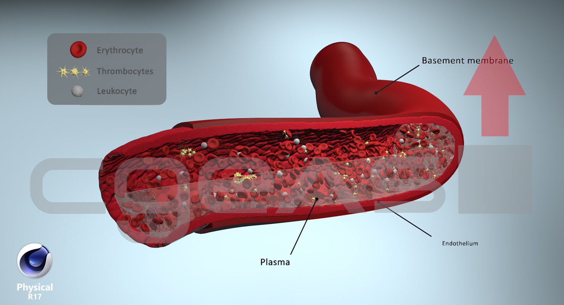 Blood Flow Static 3D Model - TurboSquid 1405013
