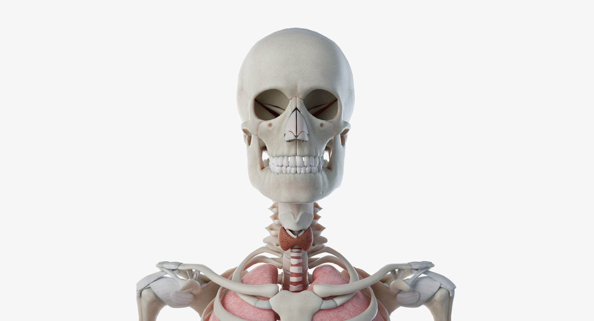 Skin Asian Male Skeleton Model - TurboSquid 1497695
